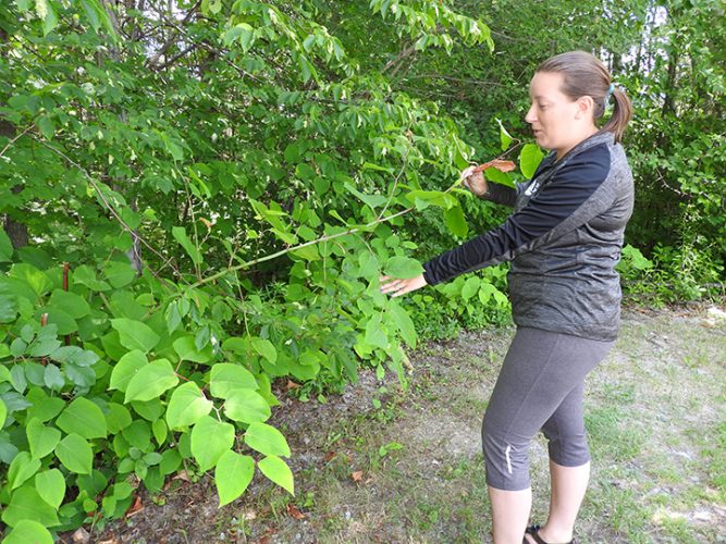 Northeast Michigan works to battle invasive species | News, Sports ...